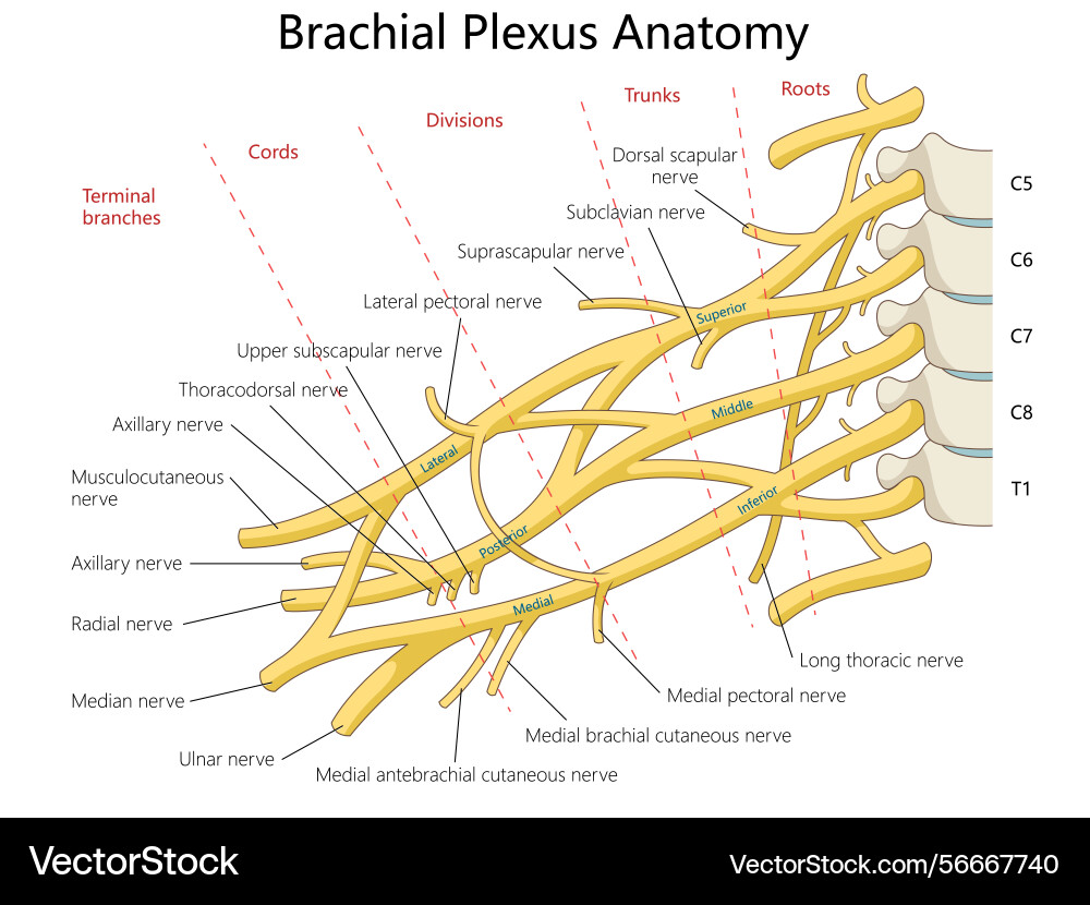 Brachial plexus anatomy and nerve branches Vector Image