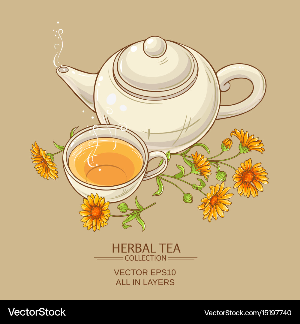 Calendula tea Royalty Free Vector Image - VectorStock