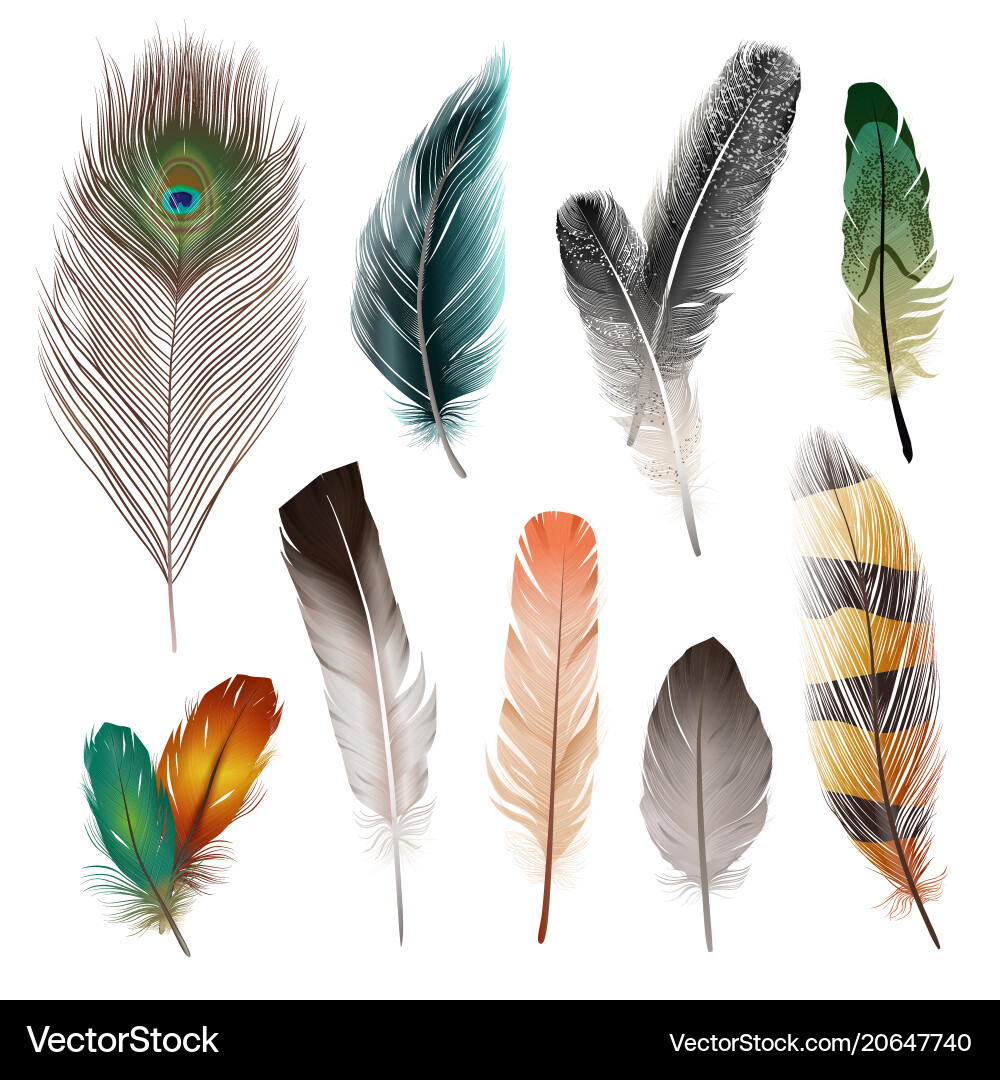 Exotic Bird Feather Set Royalty Free Vector Image