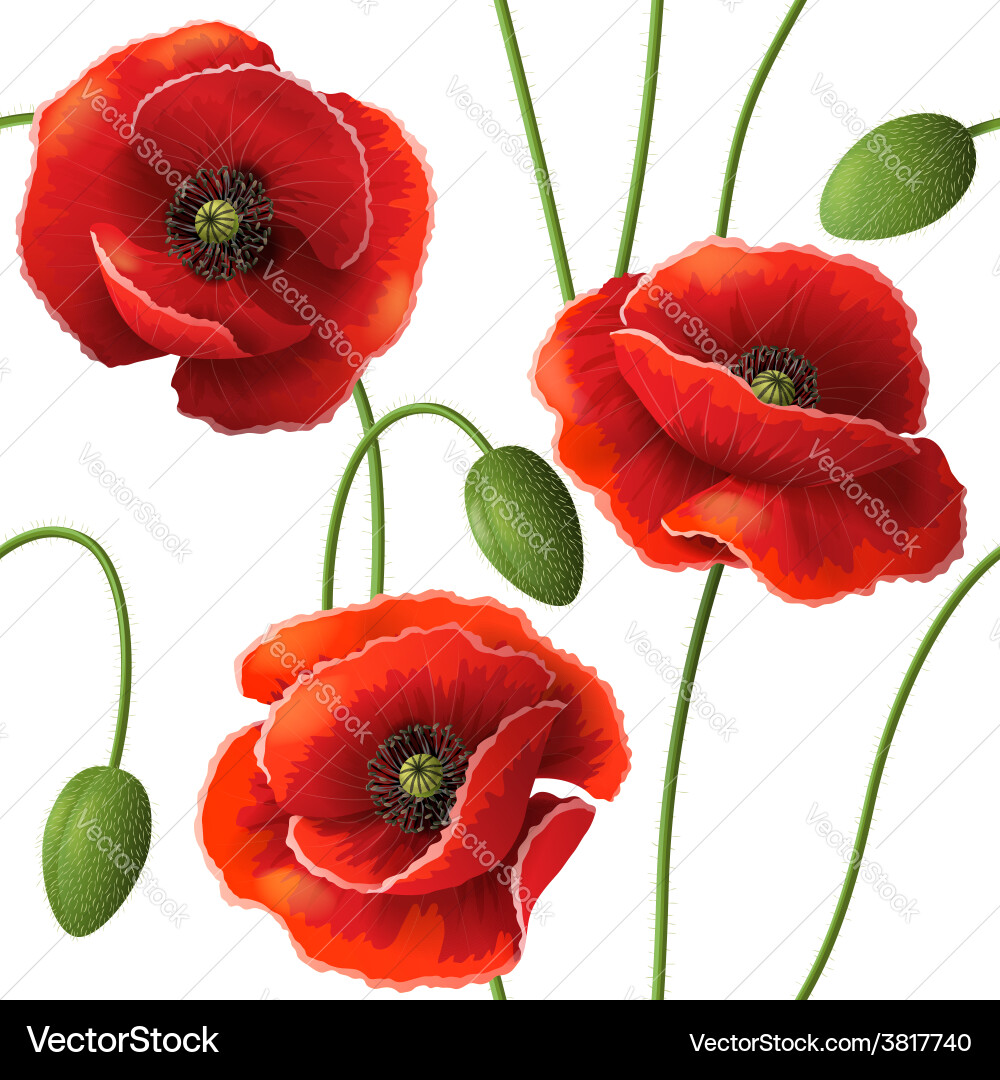 Poppy pattern Royalty Free Vector Image - VectorStock