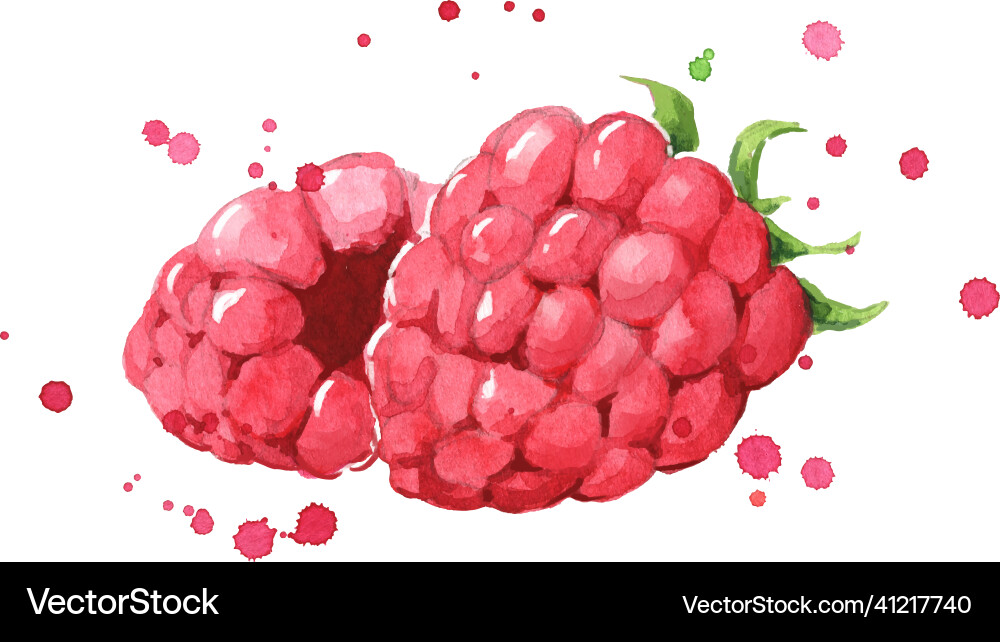 Ripe Raspberries Watercolor Royalty Free Vector Image
