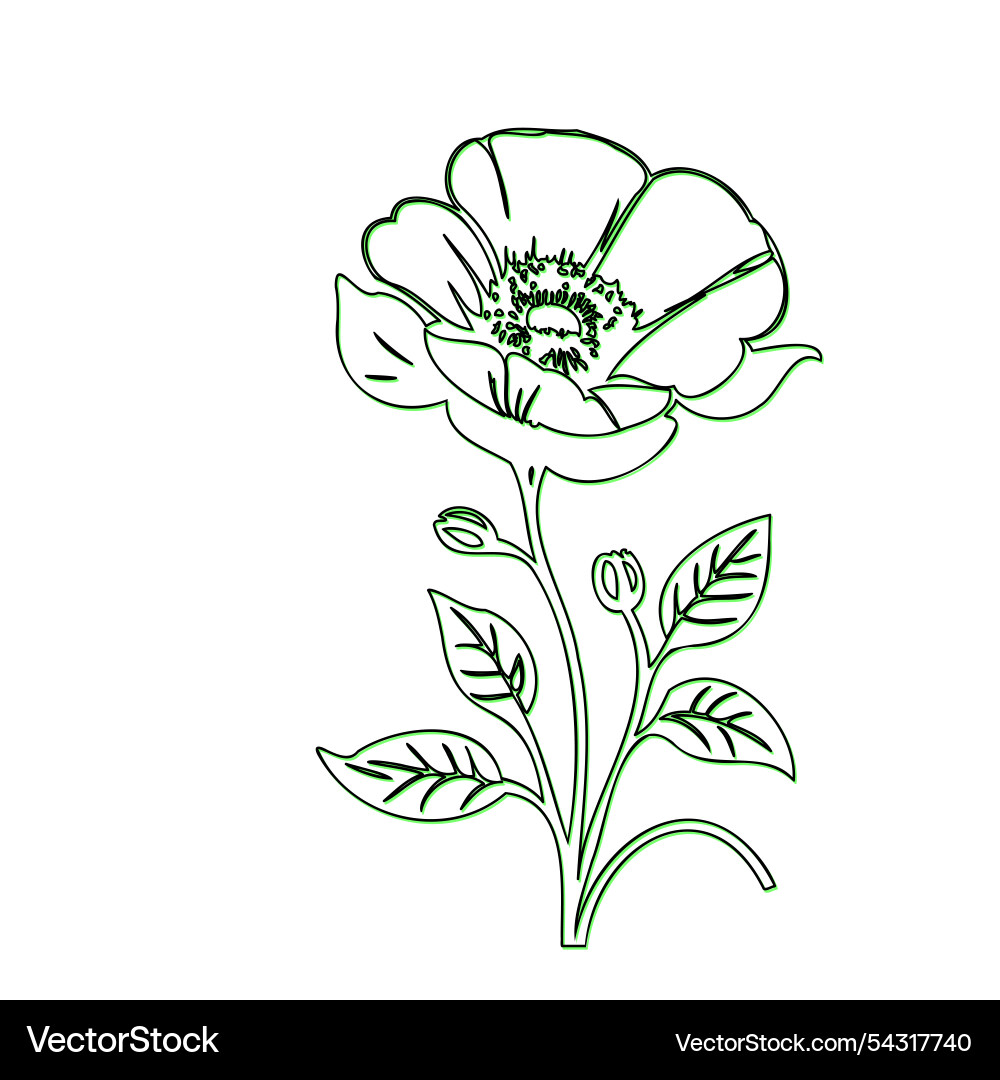 Simple line drawing of a flower with buds Vector Image