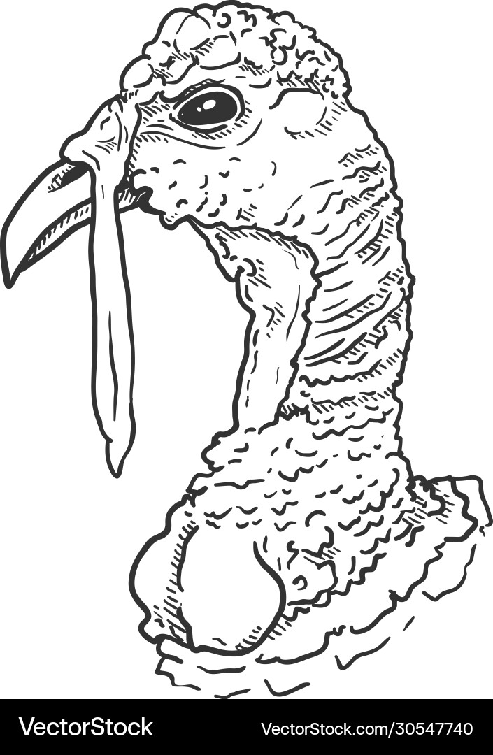 Sketch head turkey bird Royalty Free Vector Image