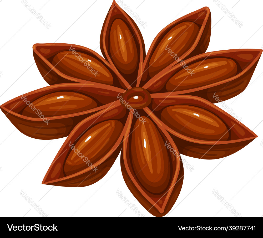 Anise star Royalty Free Vector Image - VectorStock