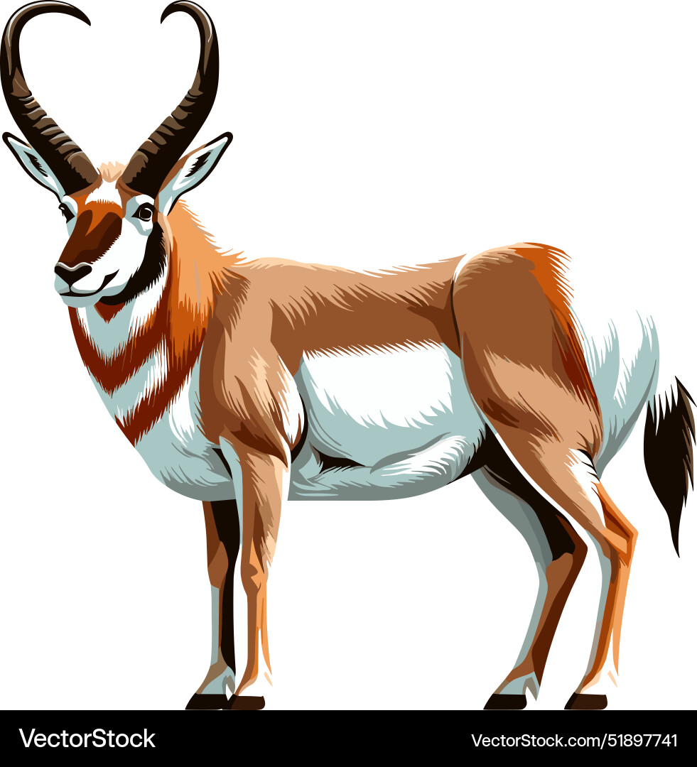 Color of pronghorn standing walking side view Vector Image