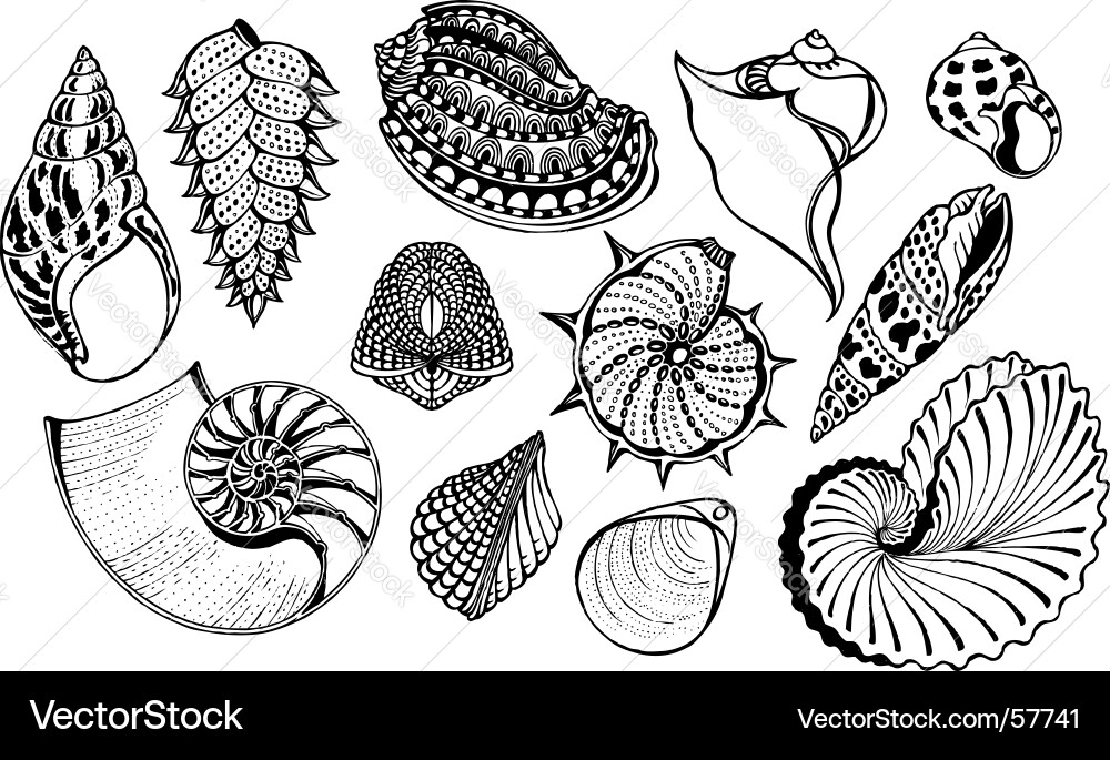 Cone Shell Vector Images (over 950)