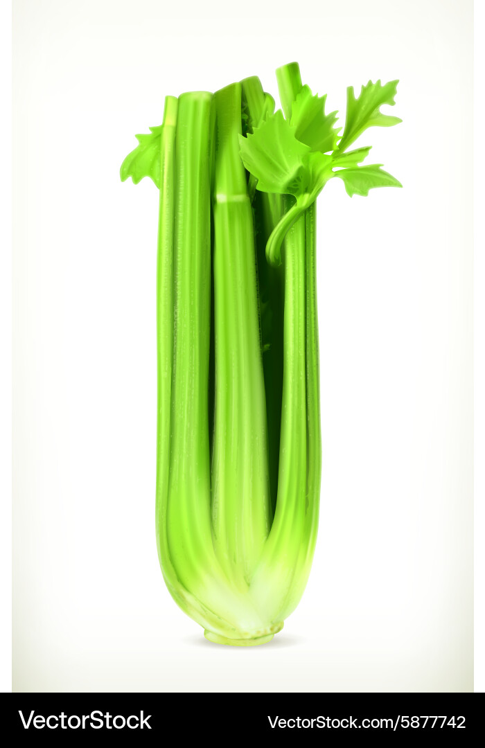 Celery Royalty Free Vector Image - VectorStock