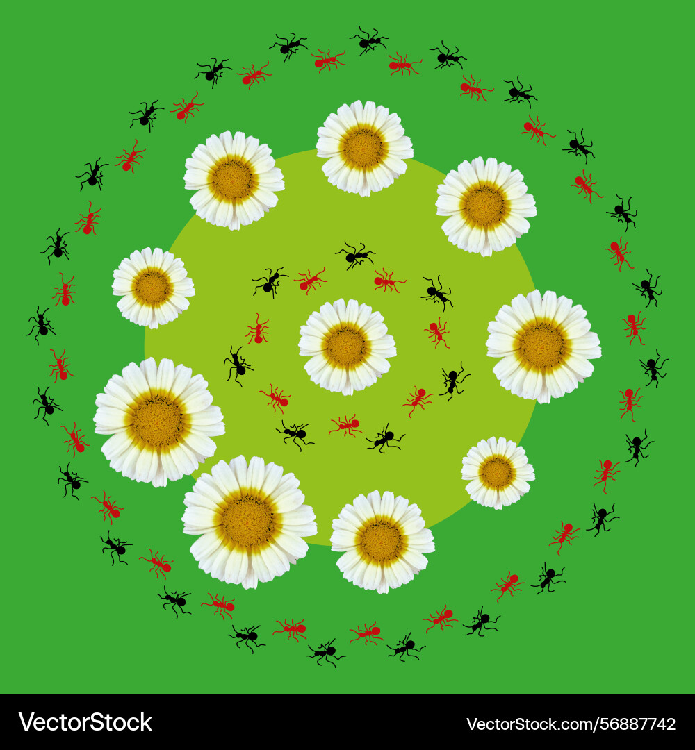 Zirkulare Blumen-Layout-Daisies und Ameisen kombiniert