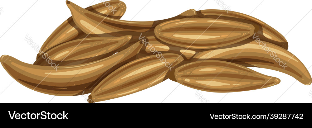 Cumin seeds Royalty Free Vector Image - VectorStock