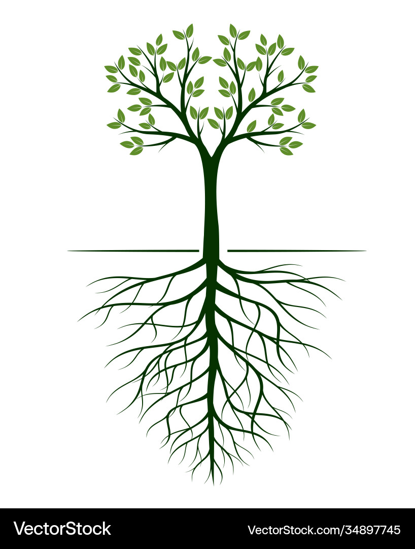 Green tree with leaves and roots outline Vector Image