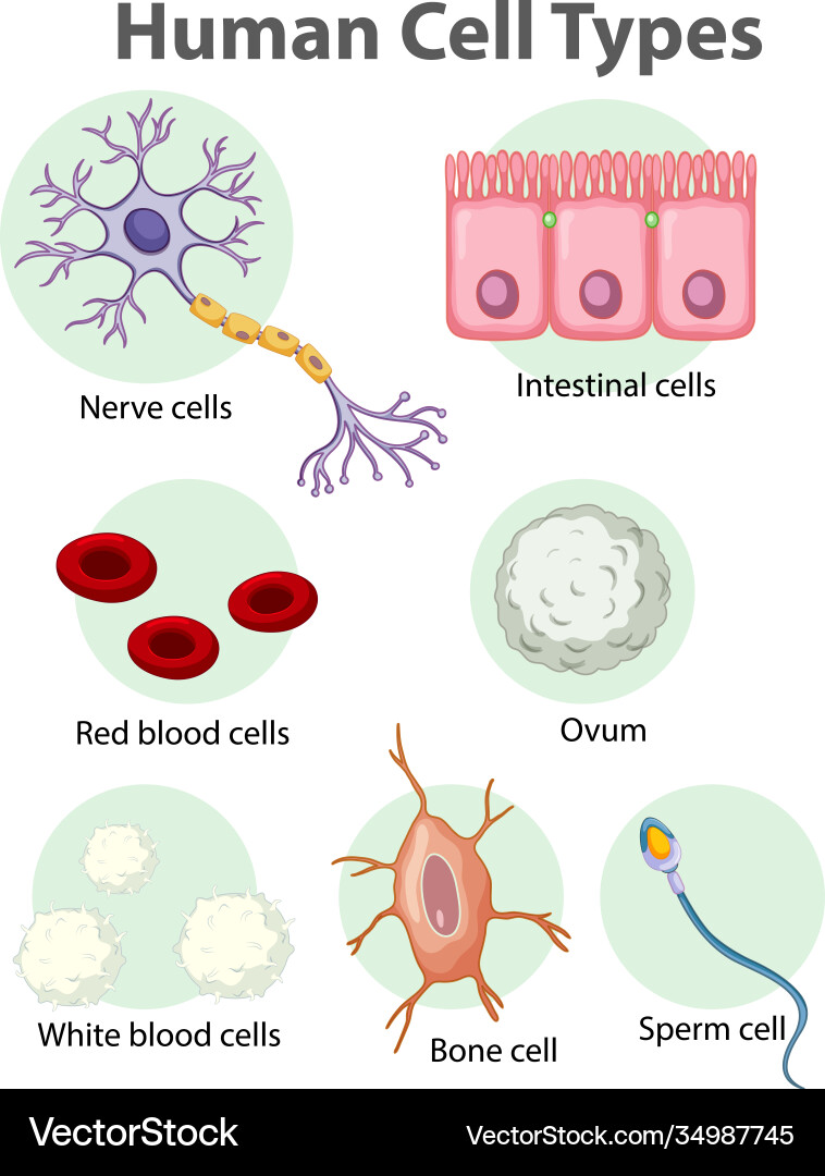 Information poster on human cells Royalty Free Vector Image