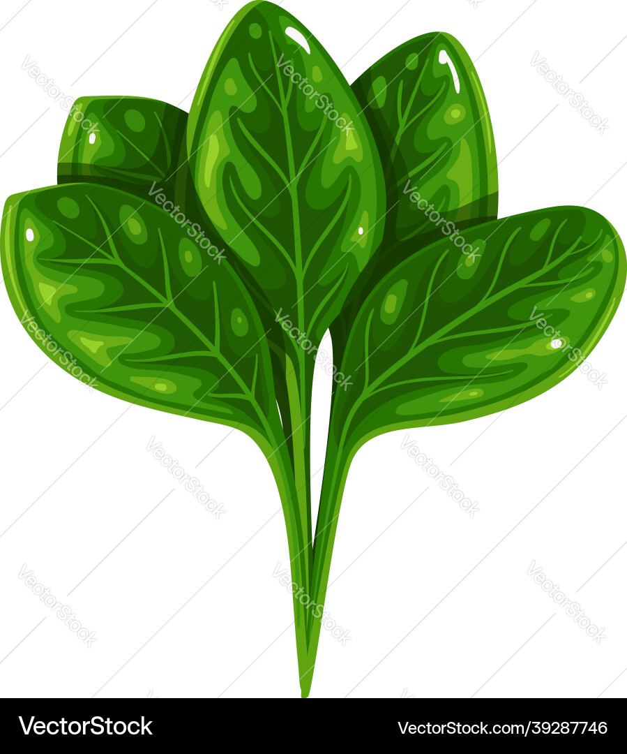 Spinach Royalty Free Vector Image - VectorStock