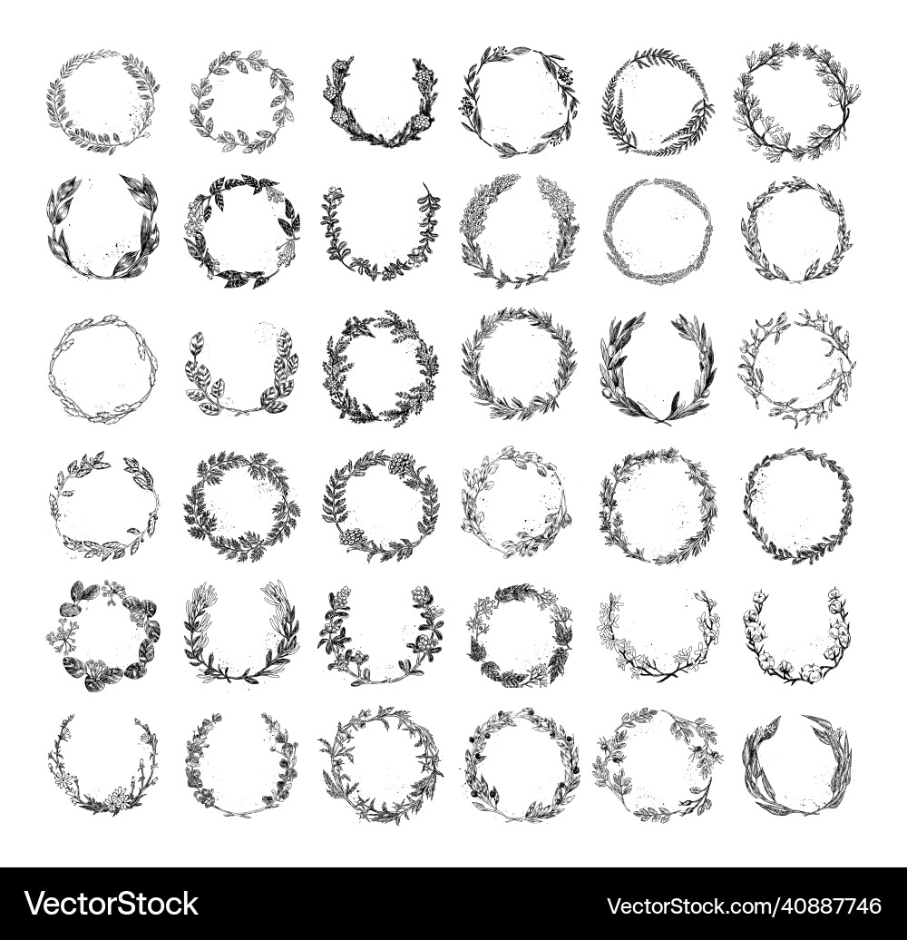 Sprig Acacia Vector Images (40)