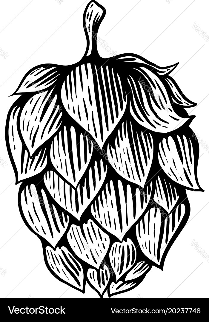 Hop Cone Botanical Sketch Royalty Free Vector Image