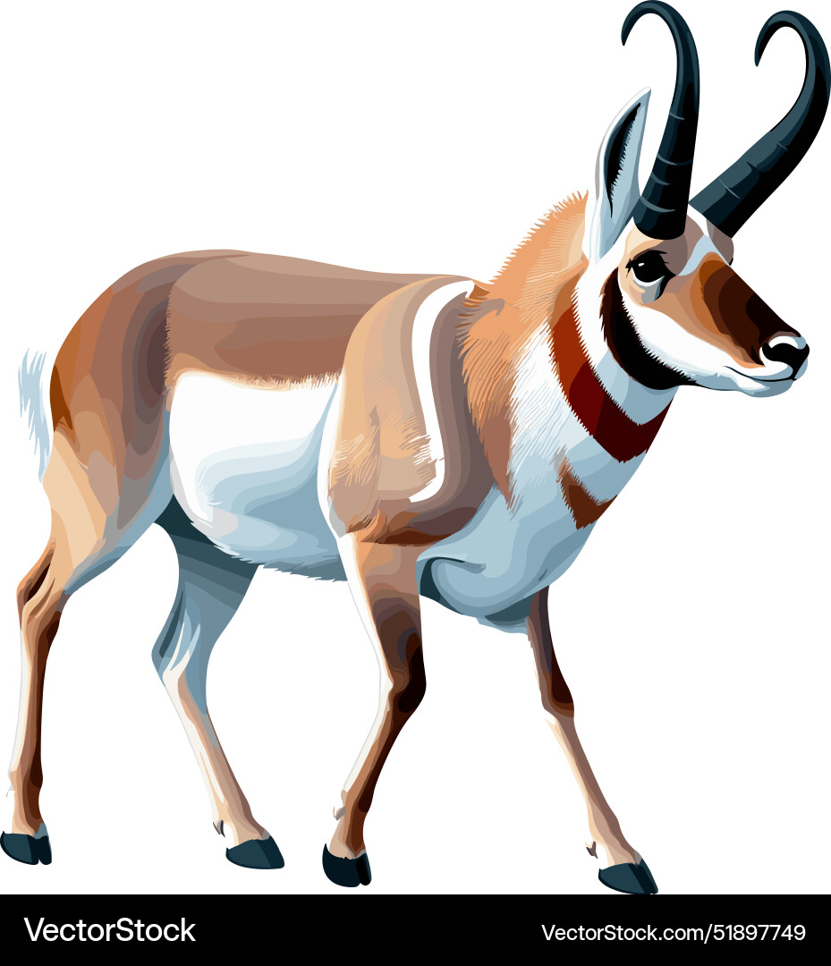 Color of pronghorn standing walking side view Vector Image