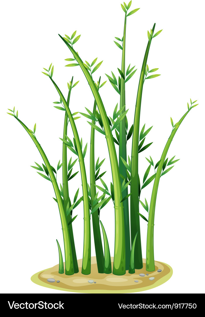 Bamboo Grove Royalty Free Vector Image - VectorStock