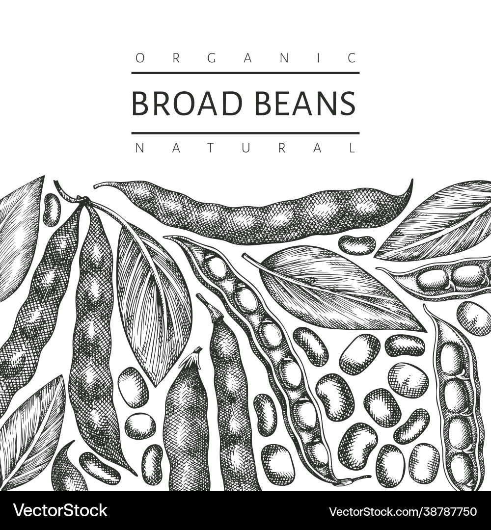 Hand drawn broad beans design template organic Vector Image