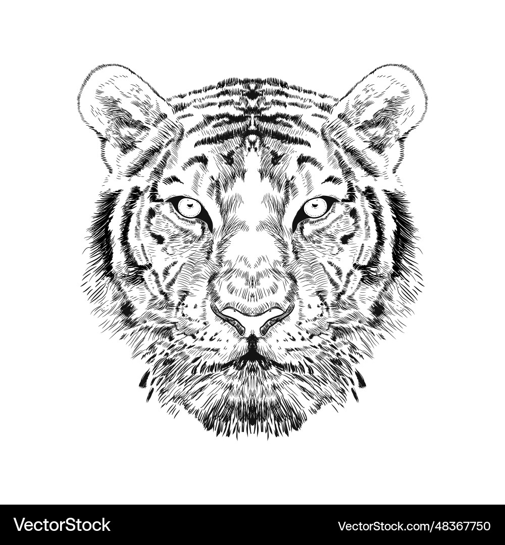 Tiger head drawing sketch Royalty Free Vector Image