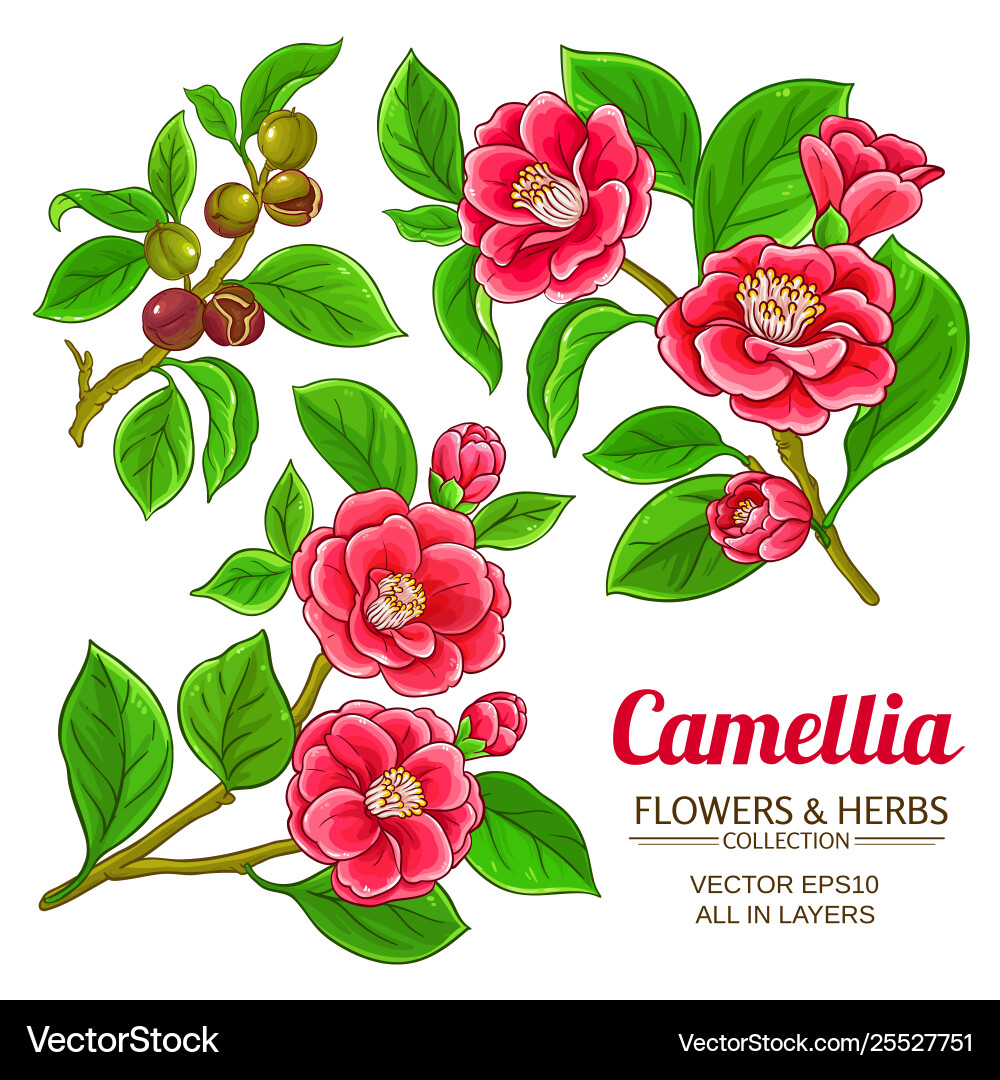 Camellia branches set on white background Vector Image