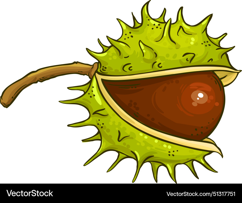 Chestnut nut colored detailed Royalty Free Vector Image