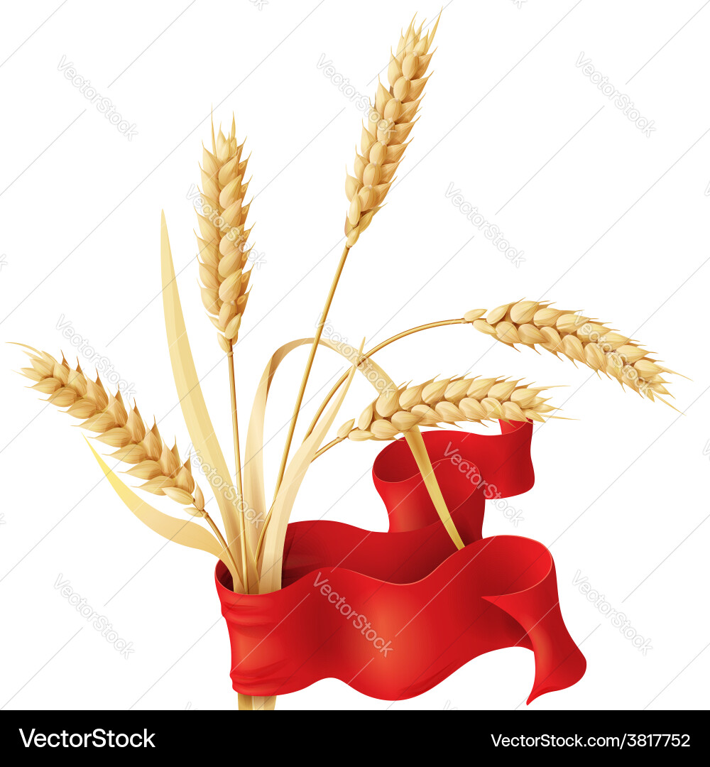 Ears ribbon Royalty Free Vector Image - VectorStock