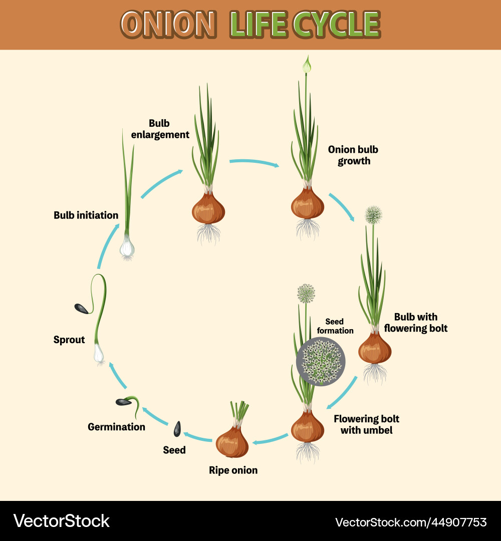 Diagram showing onion life cycle Royalty Free Vector Image