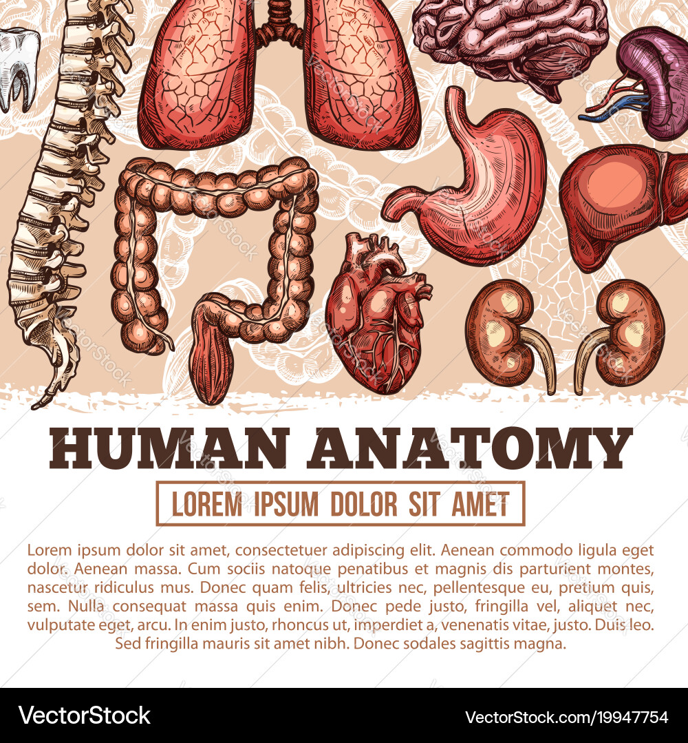 Human organs anatomy sketch poster Royalty Free Vector Image