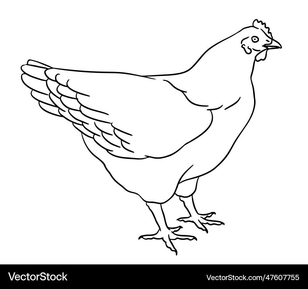 Chicken Royalty Free Vector Image - VectorStock