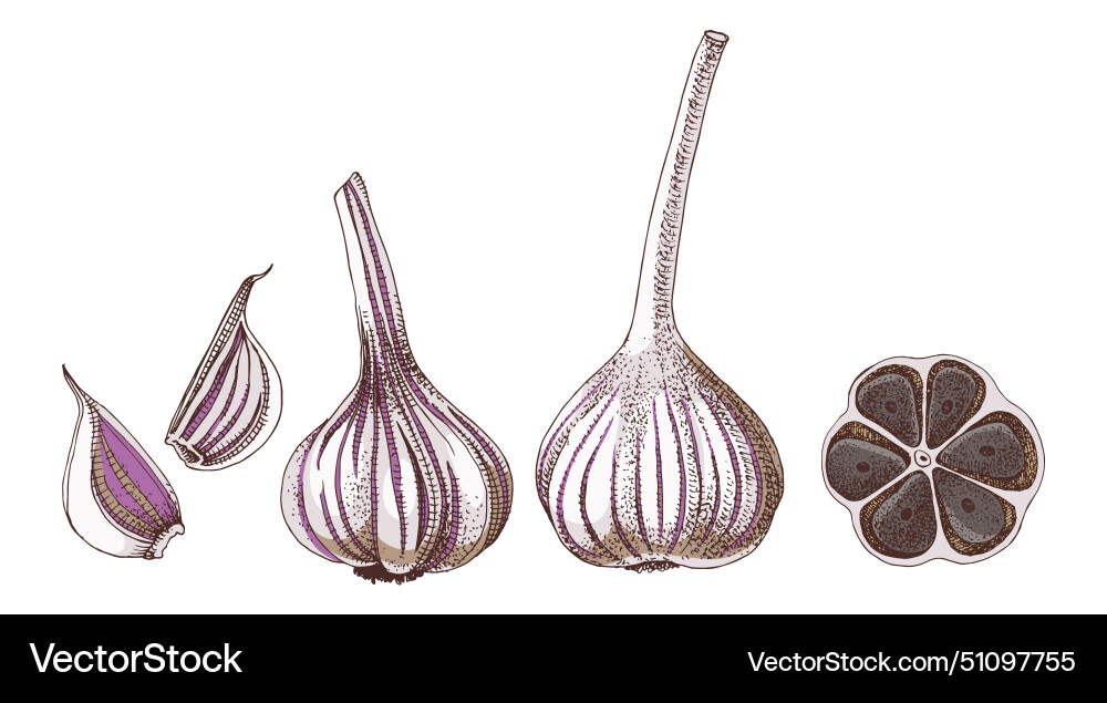 Garlic hand drawn set Royalty Free Vector Image