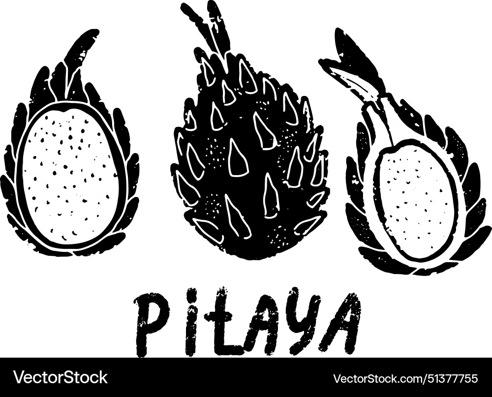 Pitaya stylized exotic fruit hand-drawn Royalty Free Vector