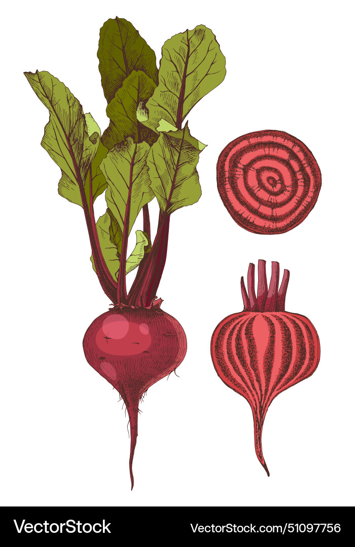Beet hand drawn Royalty Free Vector Image - VectorStock