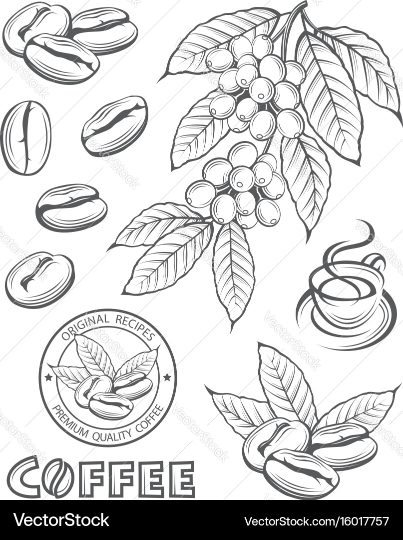 Coffee Branch & Bean Elements Royalty Free Vector Image