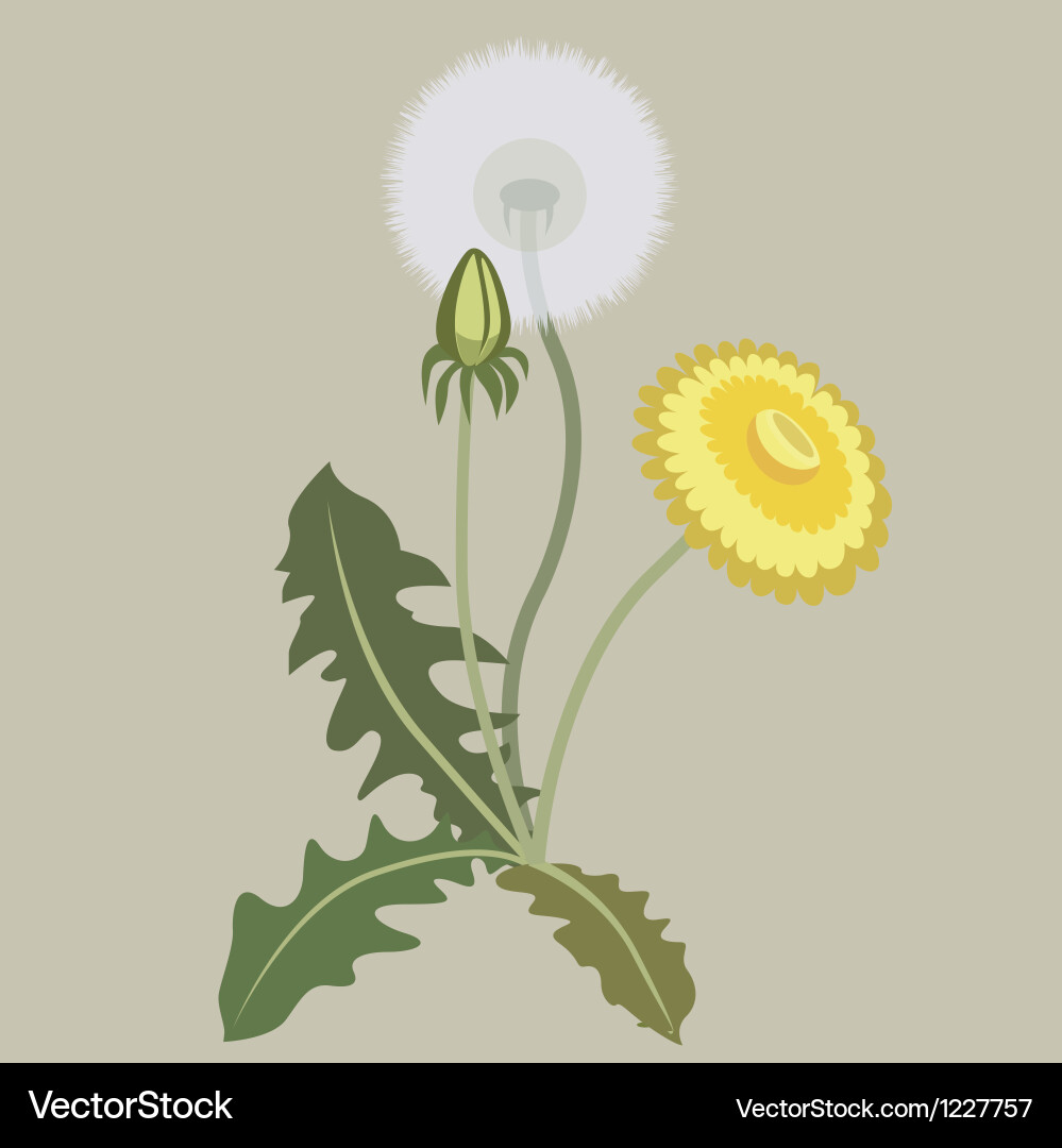 Dandelion Flower Royalty Free Vector Image - VectorStock