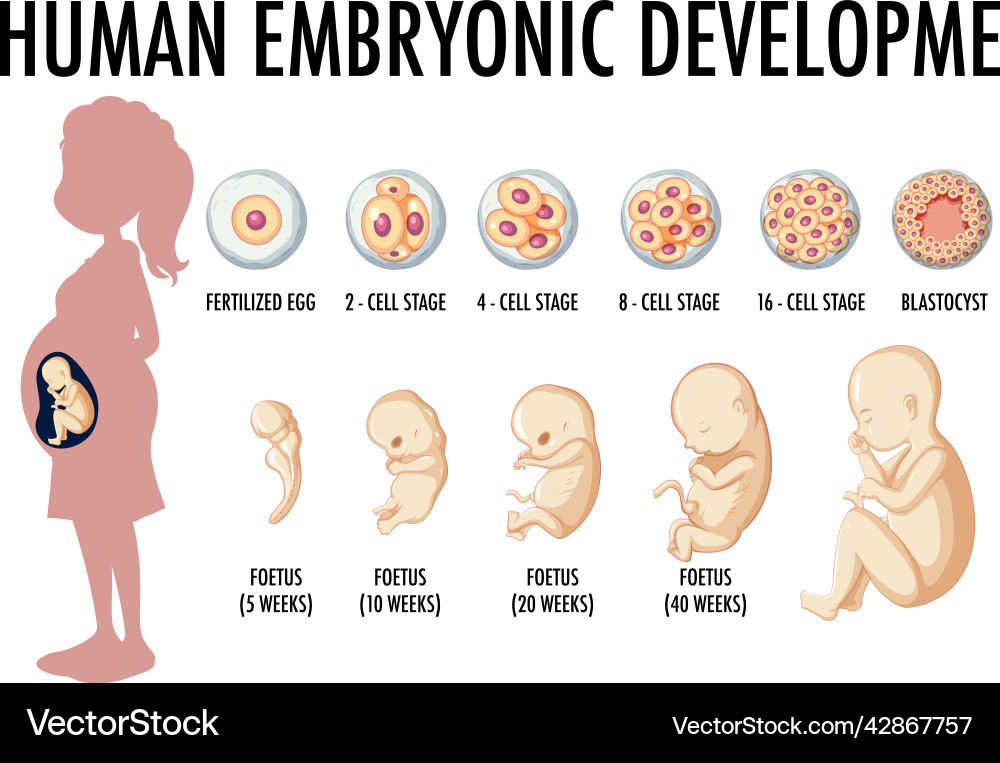 Embryo Diagram 1st Week Of Embryonic Development: Steps And Processes