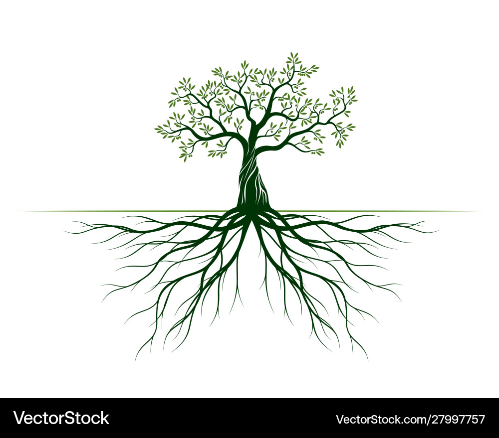 Green tree with leaves and roots outline Vector Image