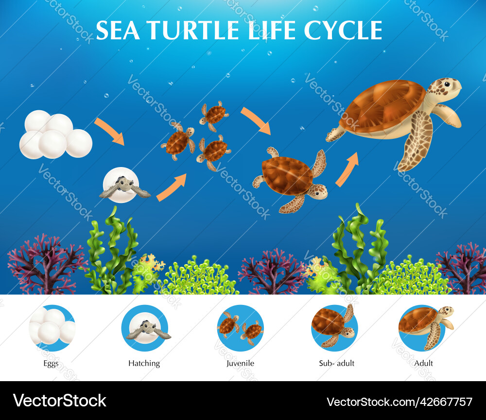 Turtle life cycle infographics Royalty Free Vector Image