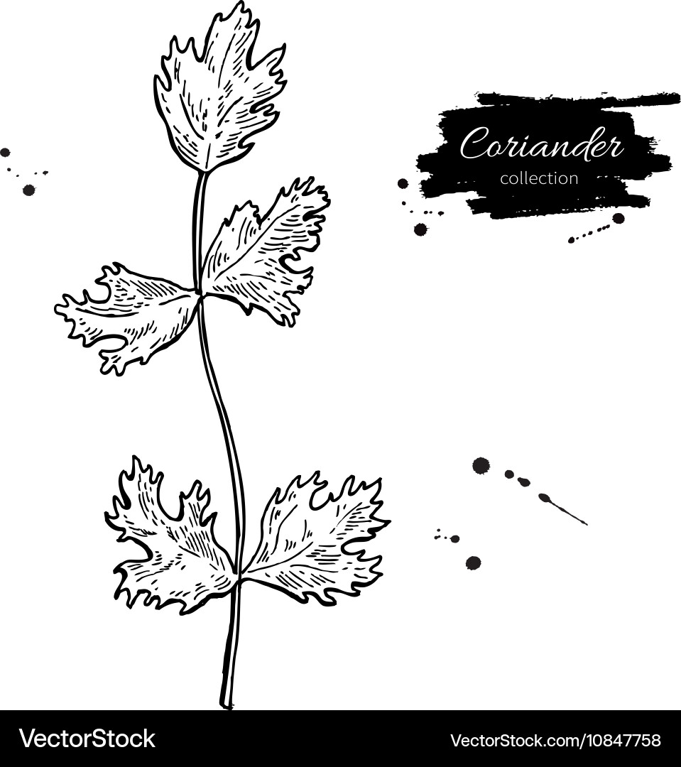Coriander plant hand drawn Royalty Free Vector Image