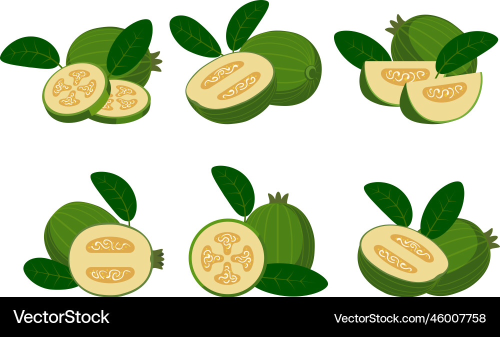 Green feijoa cartoon set Royalty Free Vector Image