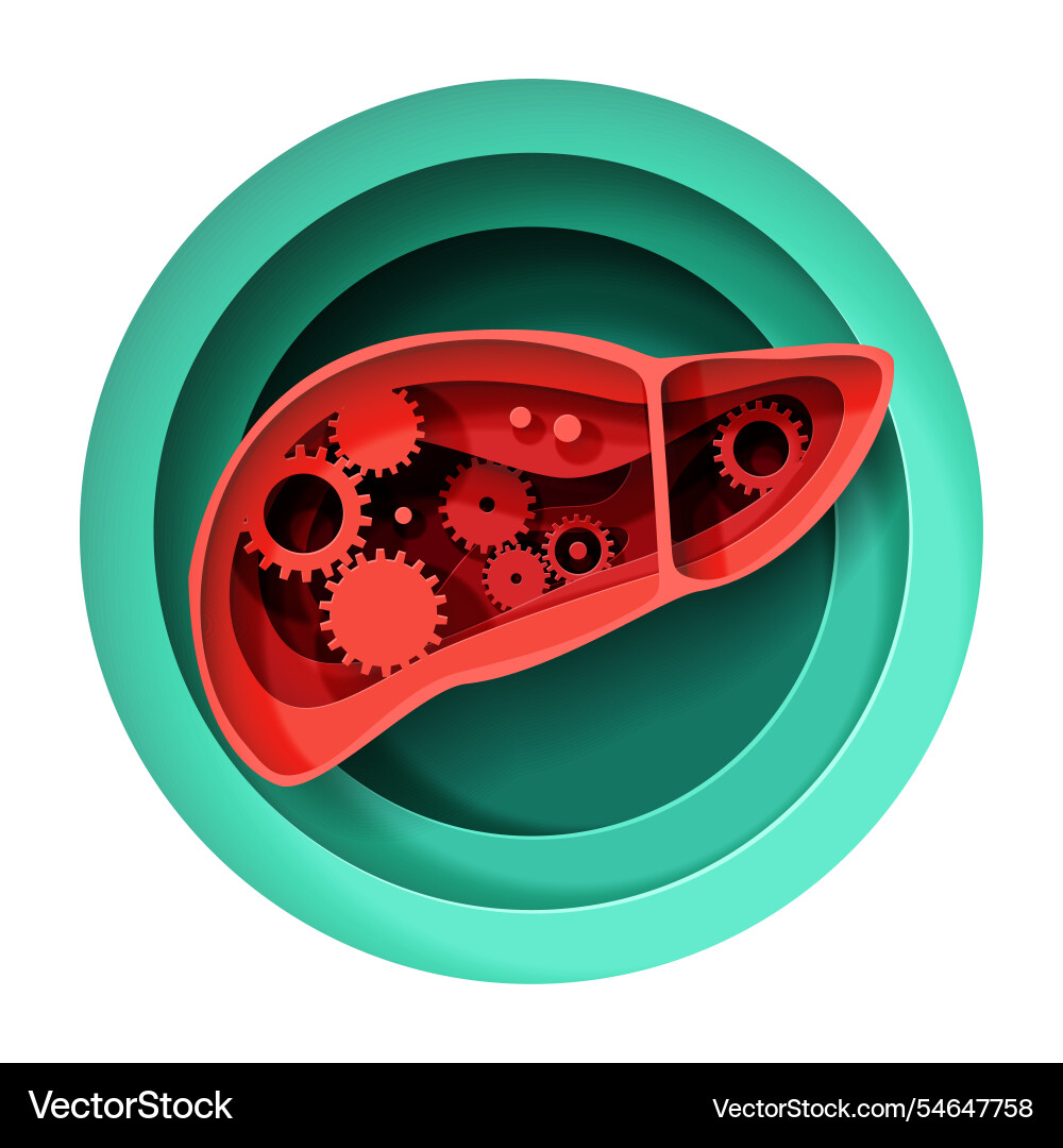 Human liver work process paper cut craft Vector Image