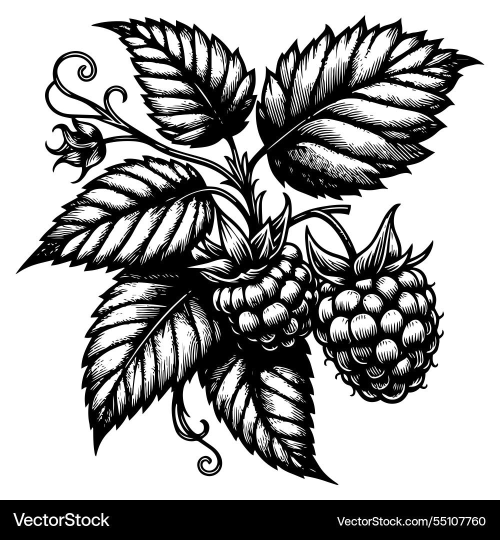 Raspberry plant engraving with leaves Royalty Free Vector