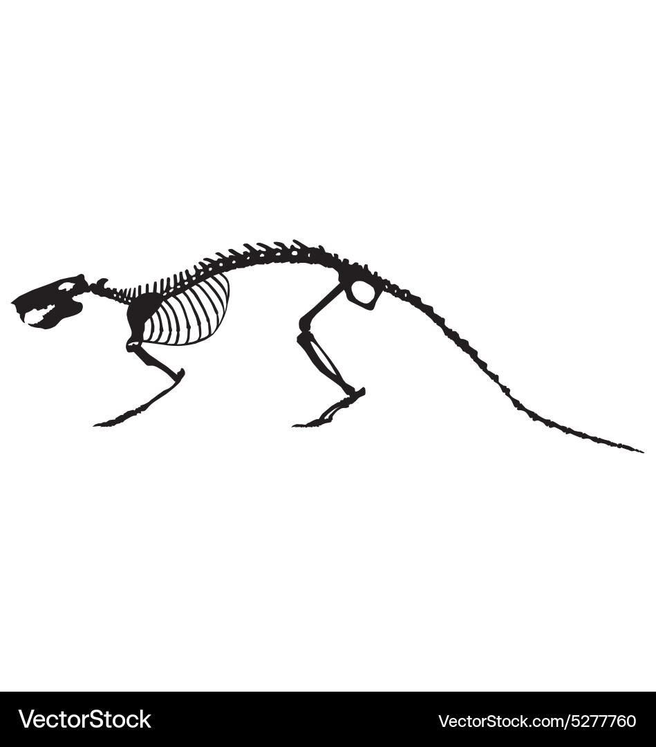 Rat skeleton Royalty Free Vector Image - VectorStock