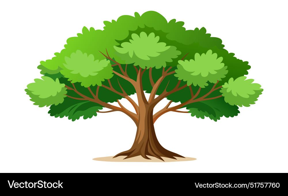 Sycamore tree isolated flat on white background Vector Image