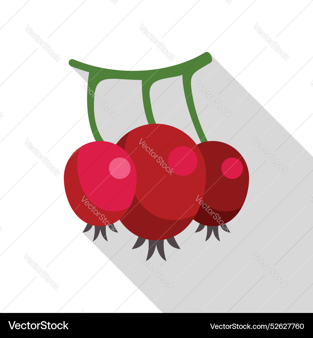 Three red berries hanging from branch with long Vector Image