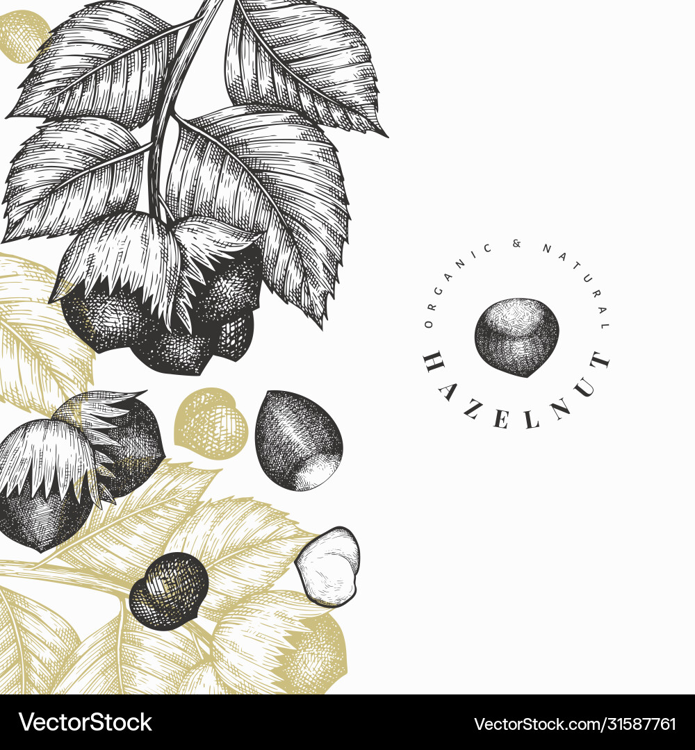 Hand drawn sketch hazelnut design template Vector Image