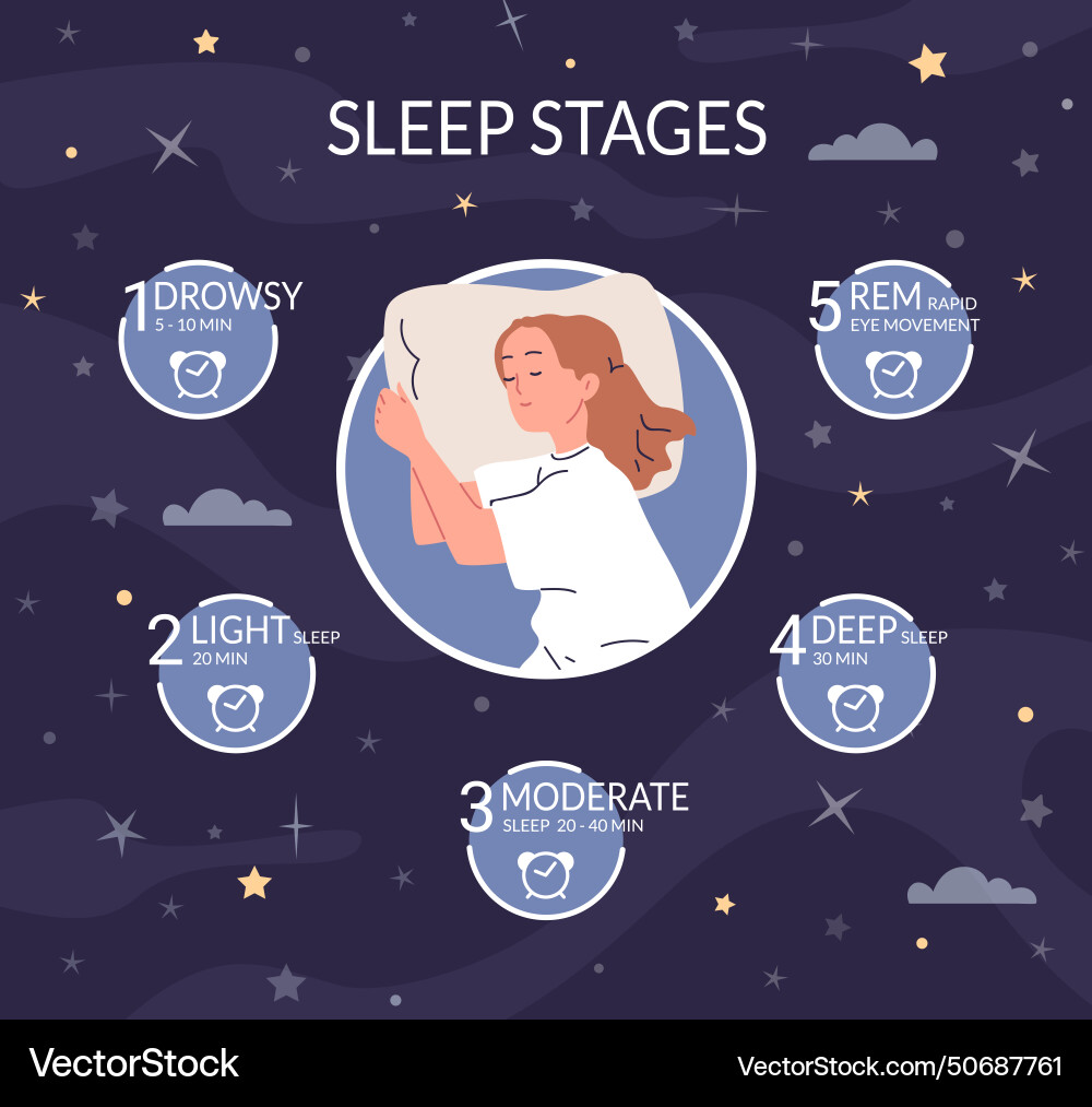 Sleep stages sleeping cycle routine science Vector Image