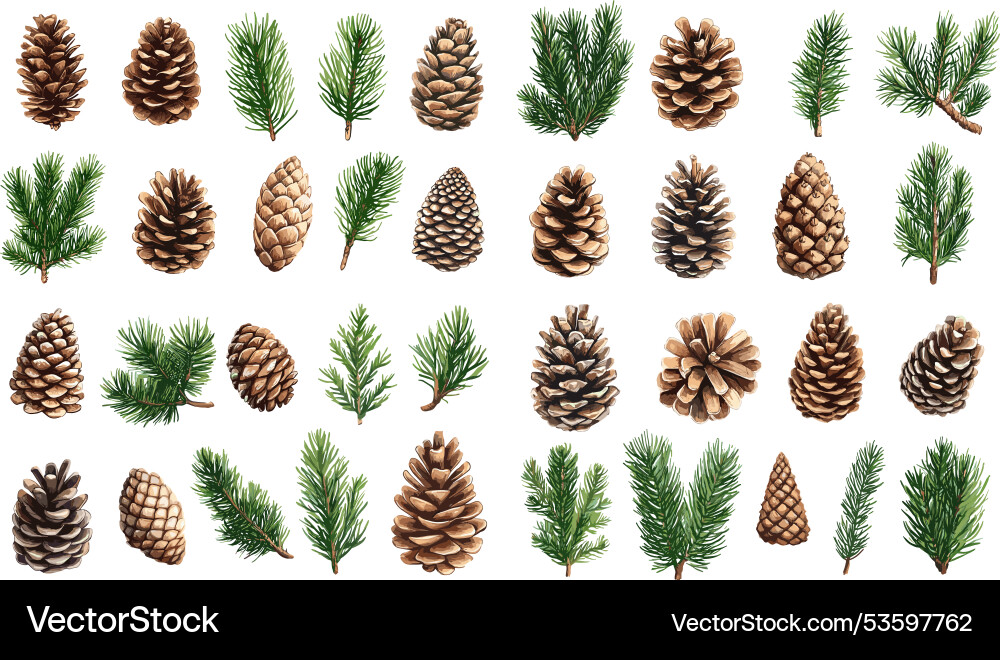 Cartoon pine cones and branches fir shell timber Vector Image