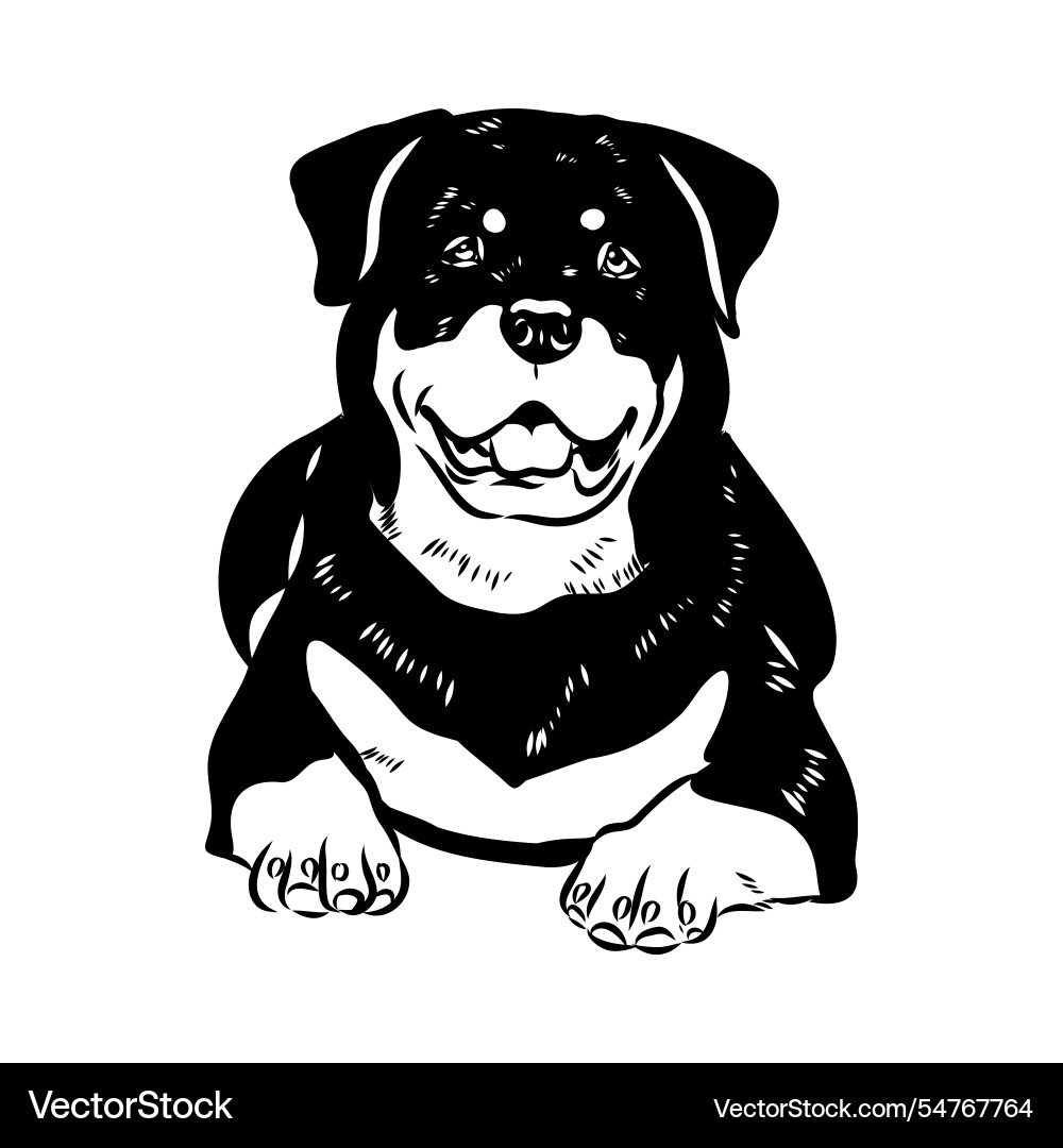 Doodle one line drawn rottweiler black curve Vector Image