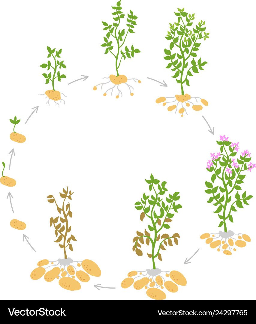 Potato Life Cycle Stages Royalty Free Vector Image