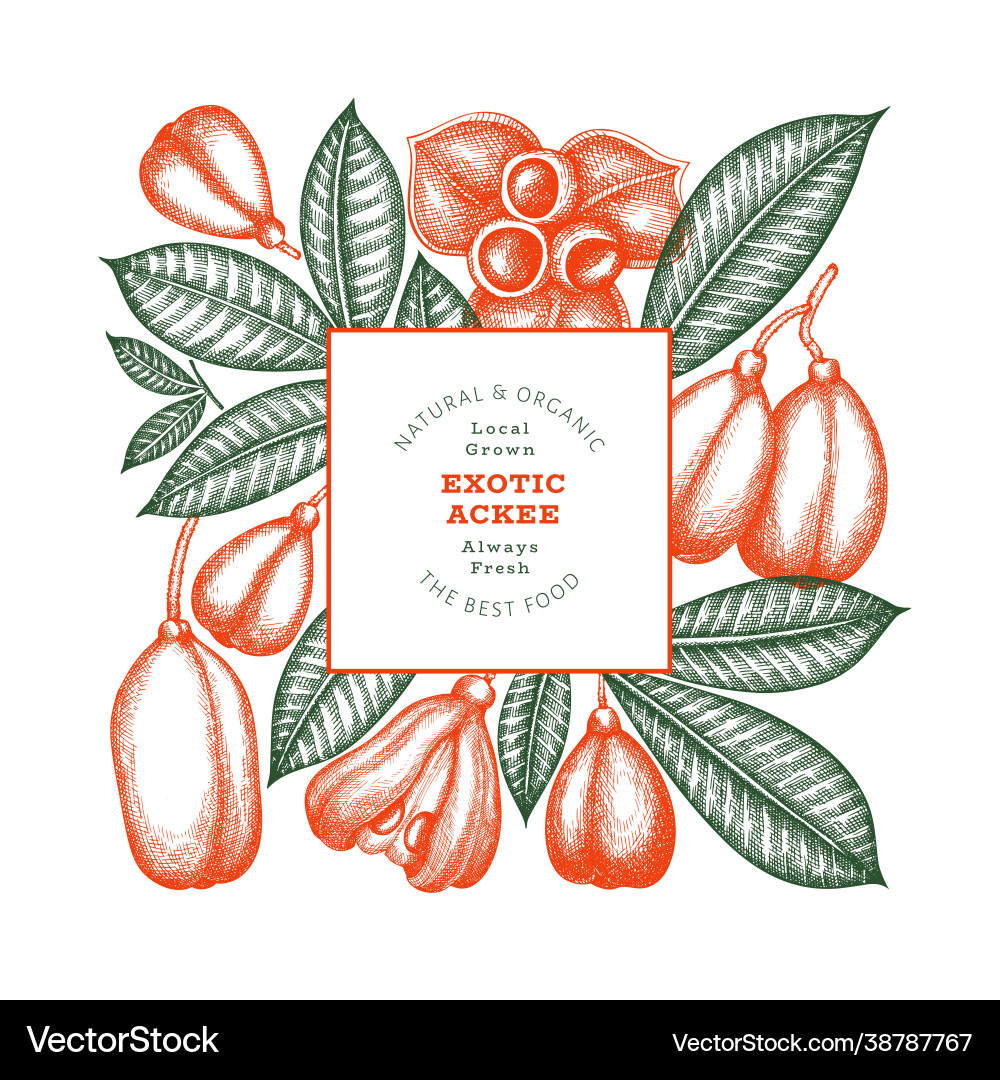 Hand drawn sketch style ackee banner organic Vector Image