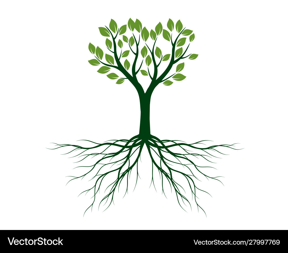 Green tree with leaves and roots outline Vector Image